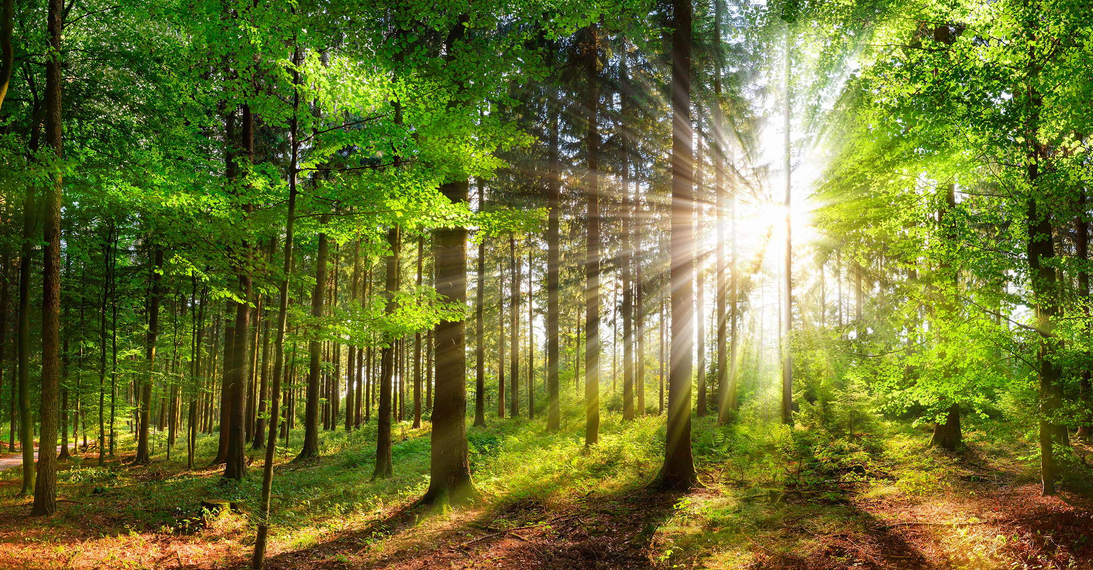 First Nature Repair Market scheme method approved | Herbert Smith ...